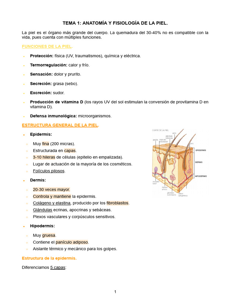 Tema 1: Anatomía Y Fisiología de La Piel | PDF | Piel | Epidermis