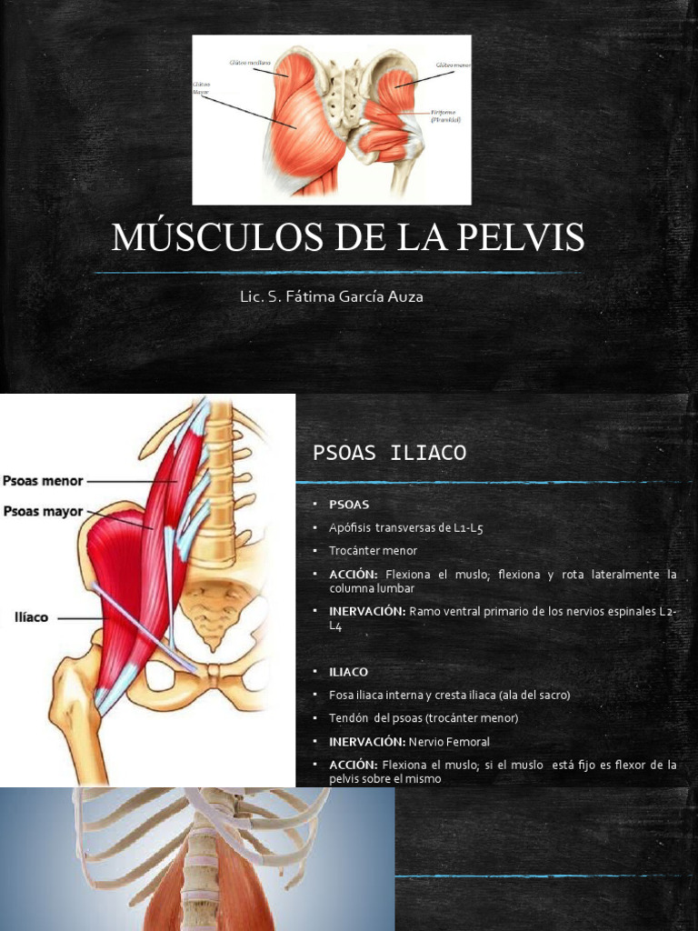 Tema 8. Músculos de La Pelvis[1] | PDF | Sistema musculoesquelético | Anatomía