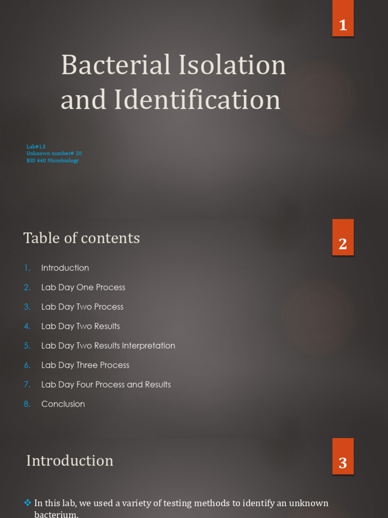 Bacterial Isolation and Identification | PDF | Bacteria | Microbiology