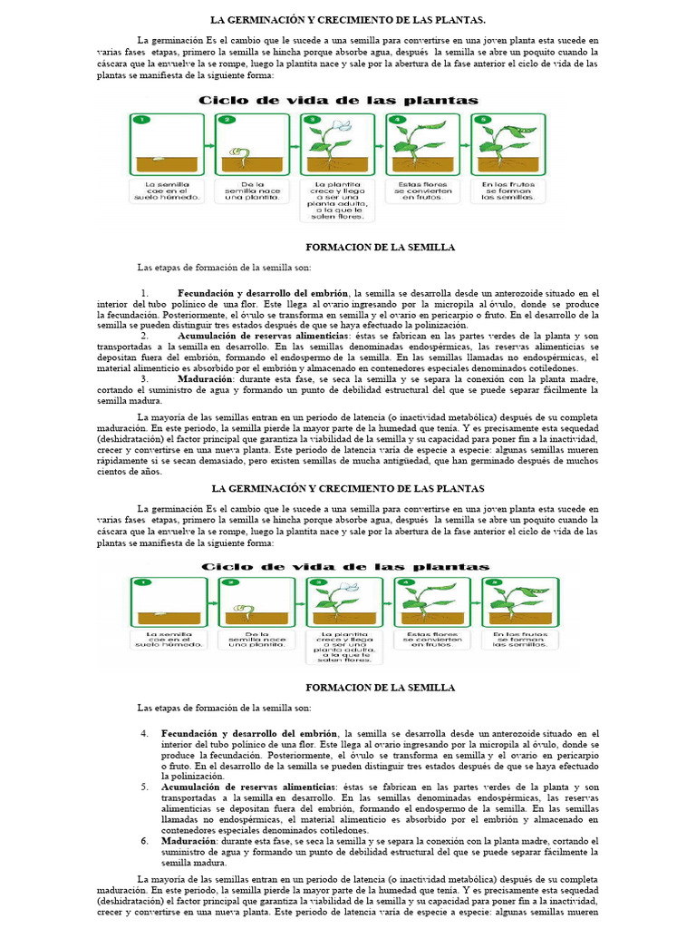 La Germinación y Crecimiento de Las Plantas | PDF | Semilla | Germinación