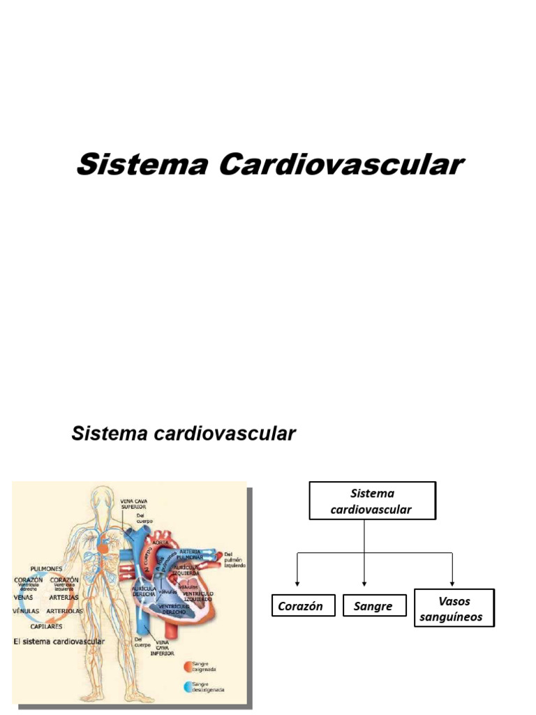 8 5 Sistema Circulatorio Pdf Corazón Vena