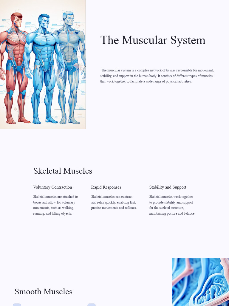 The Muscular System | PDF | Muscle Contraction | Anatomical Terms Of Motion