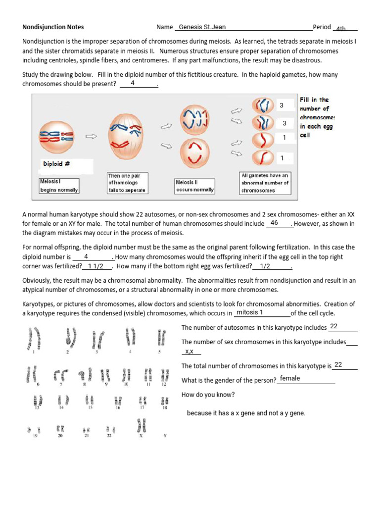 Nondisjunction Activity Worksheet | PDF | Meiosis | Chromosome
