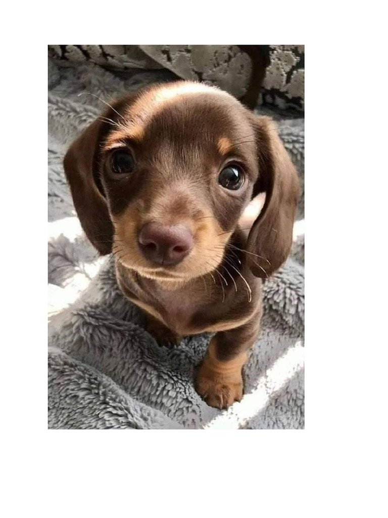 Perrito Cafe | PDF