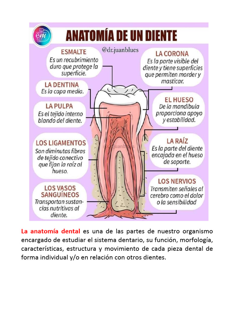 ANATOMIA DEL DIENTE | PDF | Diente humano | Diente