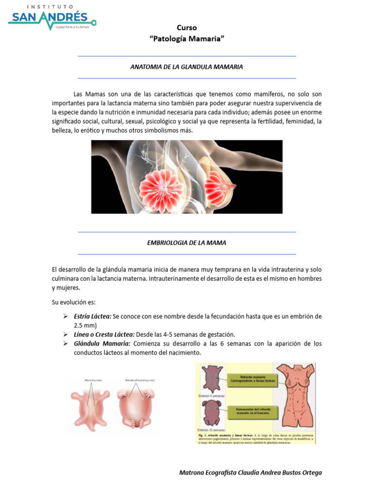 Embriologia y Anatomia Mamaria | PDF | Pecho | Sistema linfático