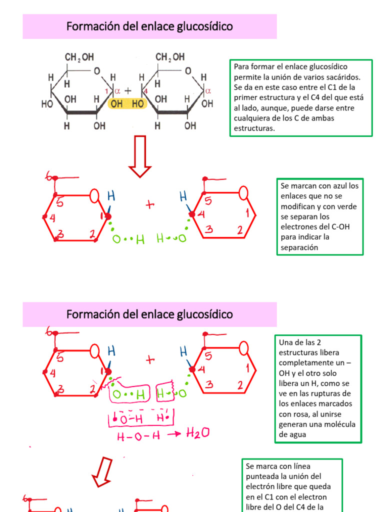 3.2 Formación Enlace Glucosídico | PDF | Enlace químico | Carbohidratos