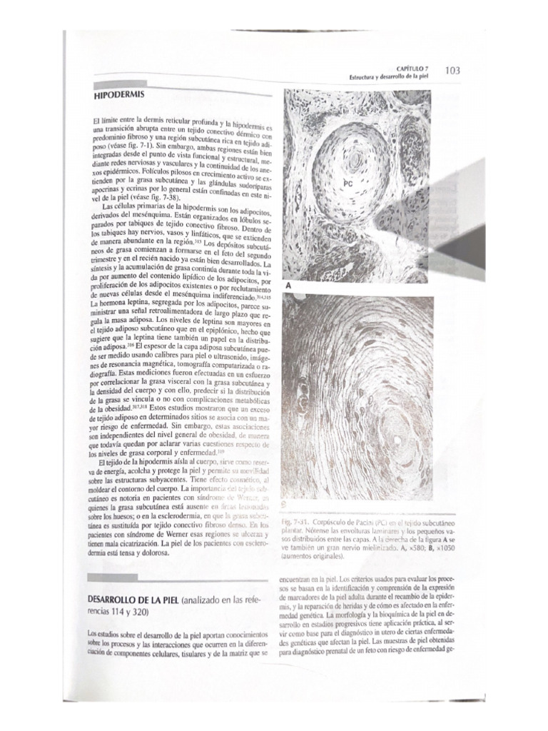 Desarrollo de La Piel | PDF
