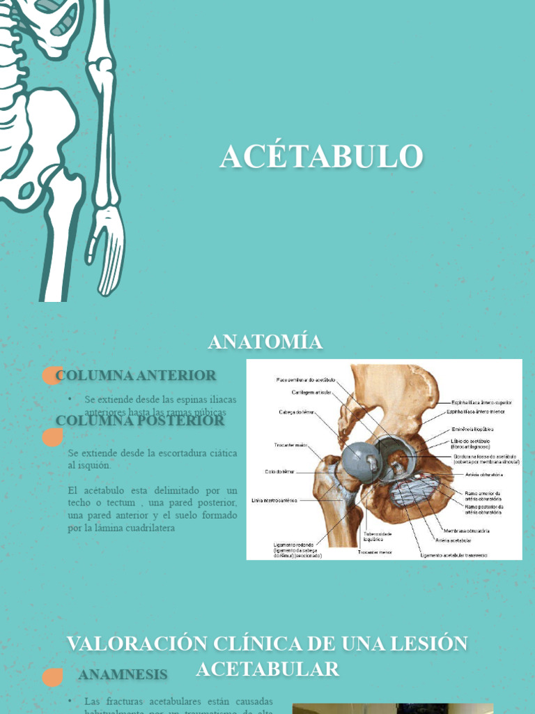 ACETABULO | PDF | Pelvis | Anatomía