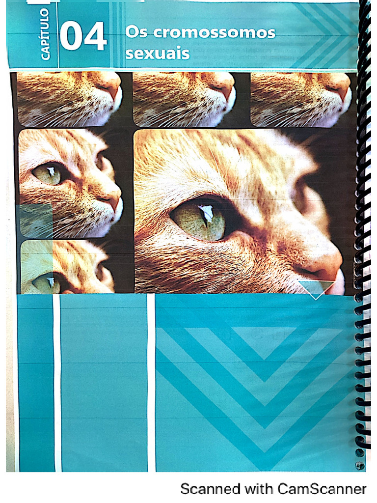 Capitulo 4 Os Cromossomos Sexuais | PDF