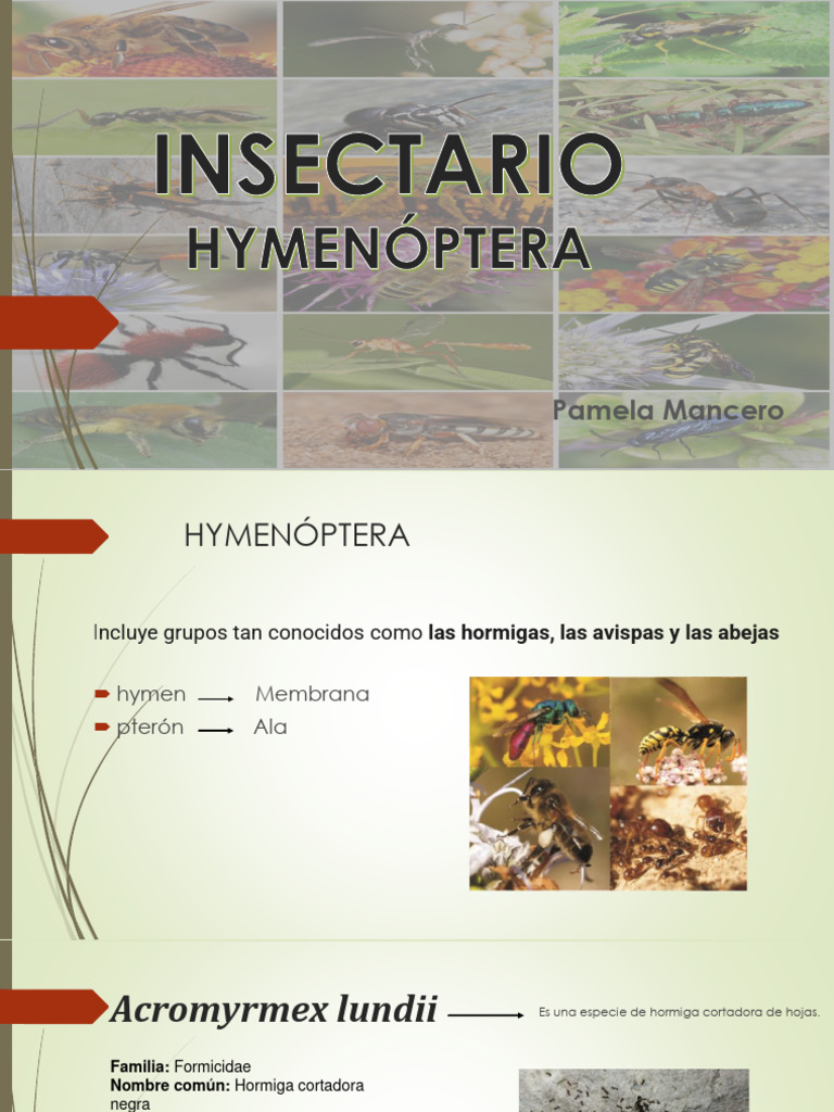 Insectario Pamela Mancero | PDF | Hormiga | Mirmecología