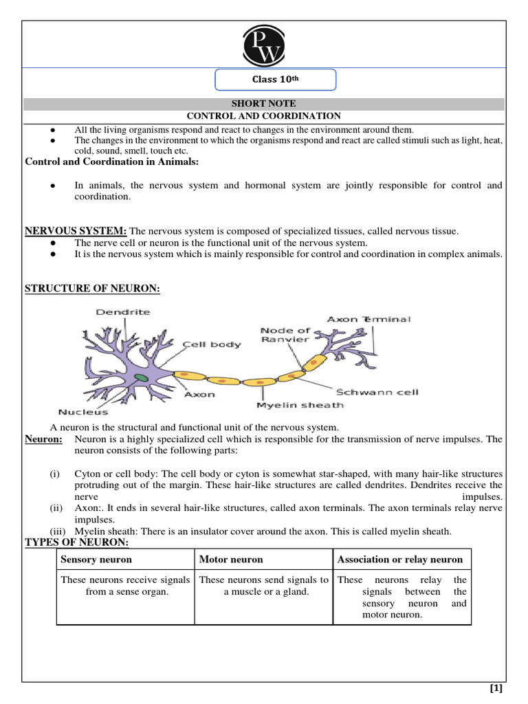 Control and Coordination Overview | PDF | Nervous System | Neuron