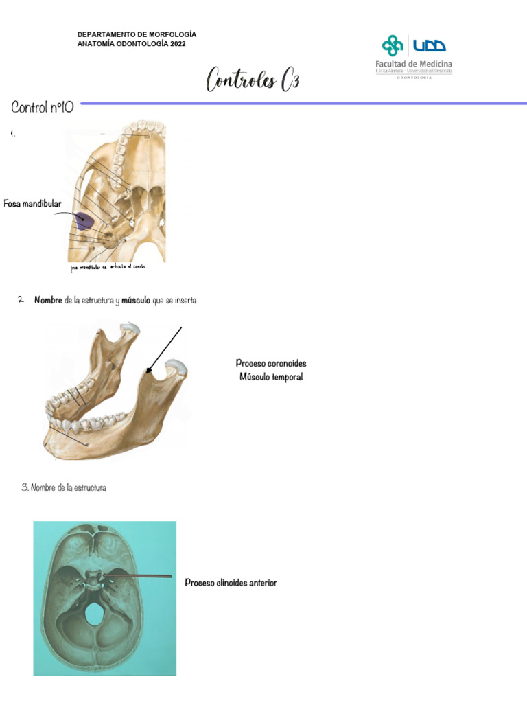 Controles C3 | PDF | Anatomía | Anatomía humana