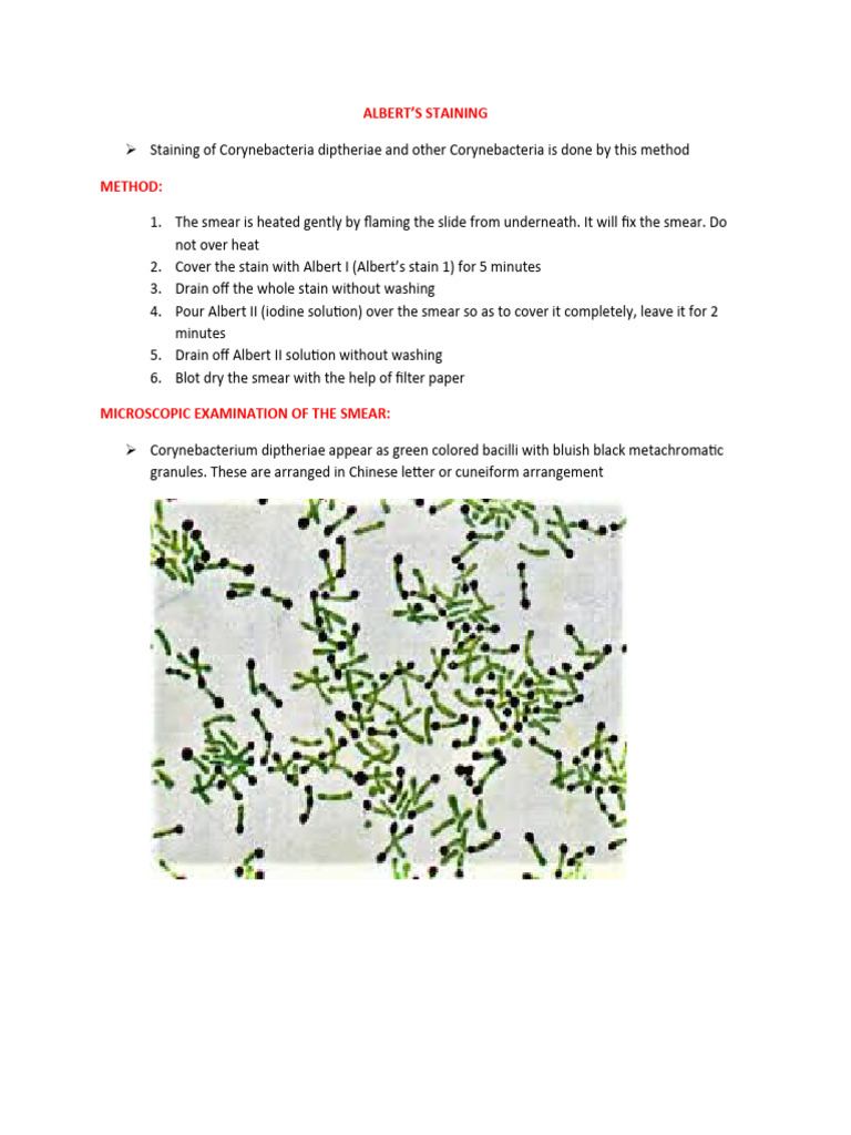 Albert Staining | PDF