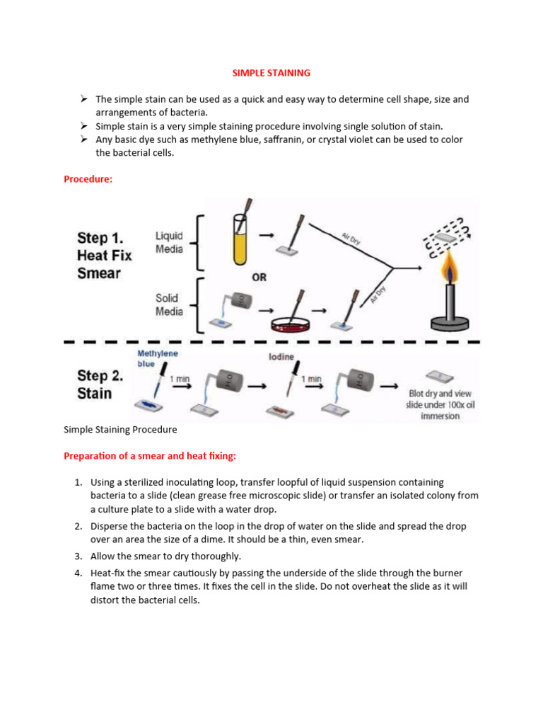 Simple Staining | PDF | Staining | Microscopy