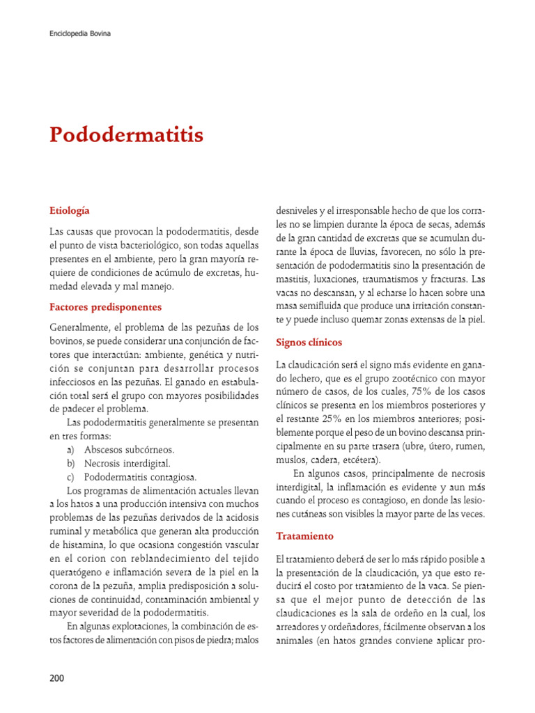 Pododermatitis en Bovinos: Causas y Tratamiento | PDF | Vacas