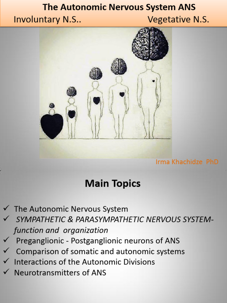 7 Aut NS | PDF | Autonomic Nervous System | Nervous System