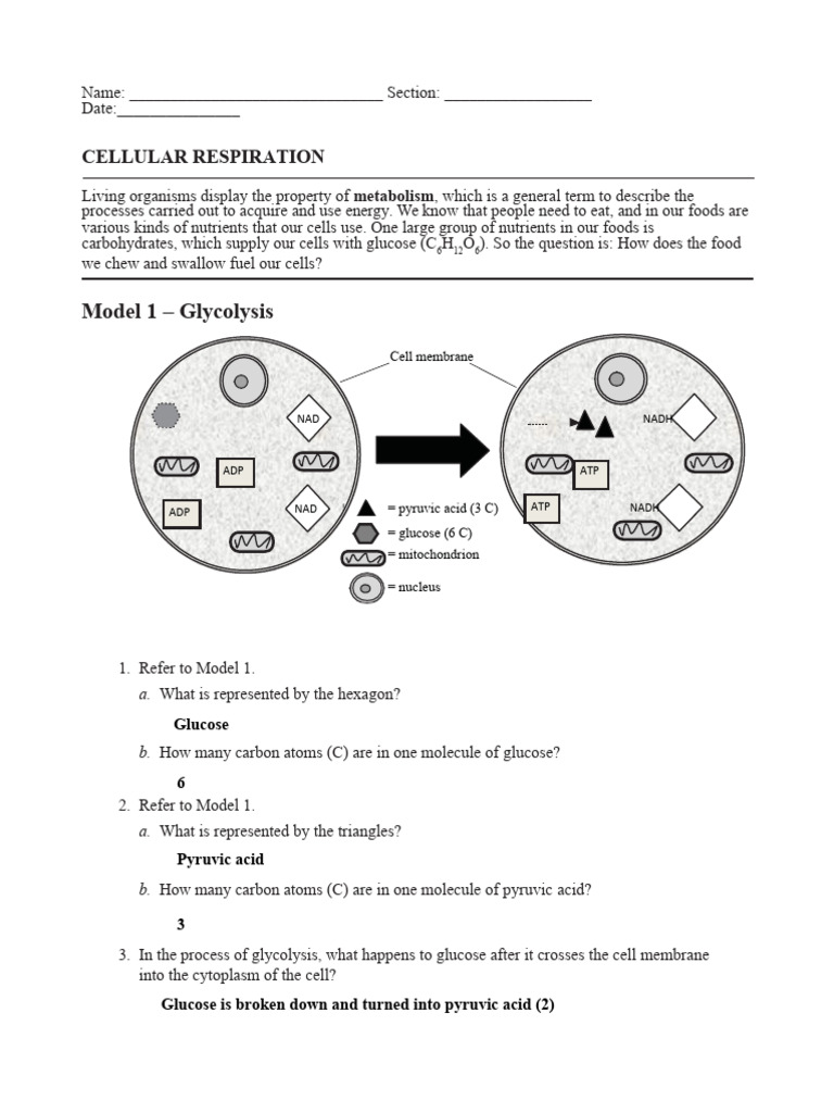 NEW Cellular Respiration Worksheet 1 | PDF | Cellular Respiration ...