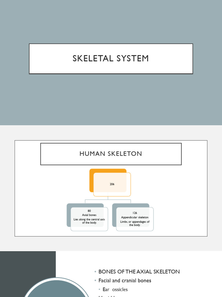 Skeletal System 2021 | PDF | Bone | Vertebral Column