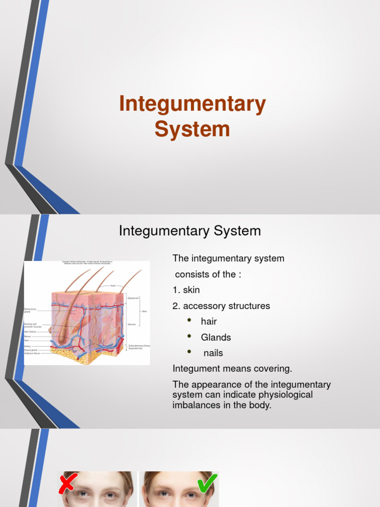 Integumentary System | PDF | Integumentary System | Skin
