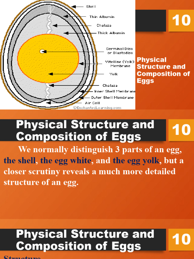 Tle 10-PPT5 (Physical Structure and Composition of Eggs) | PDF | Egg | Yolk