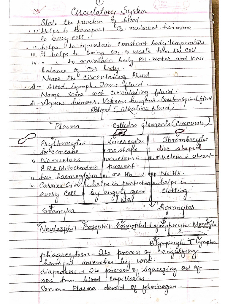 Circulatory System Class 10 Notes | PDF