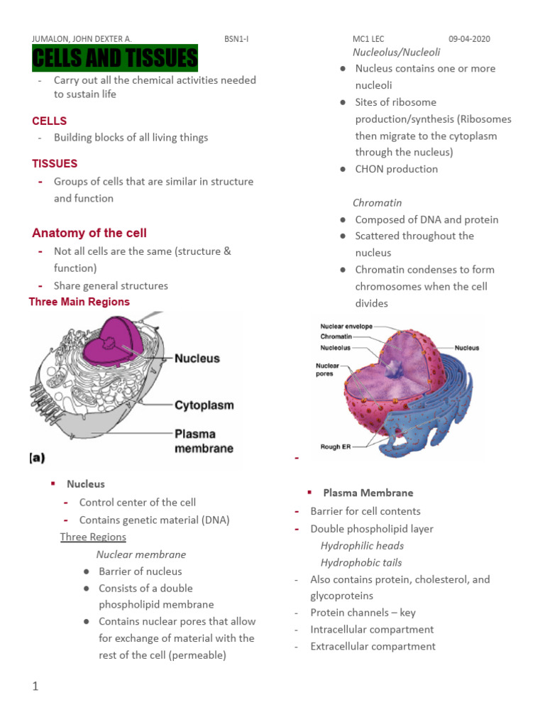 Cells & Tissues | PDF | Cell Membrane | Endoplasmic Reticulum
