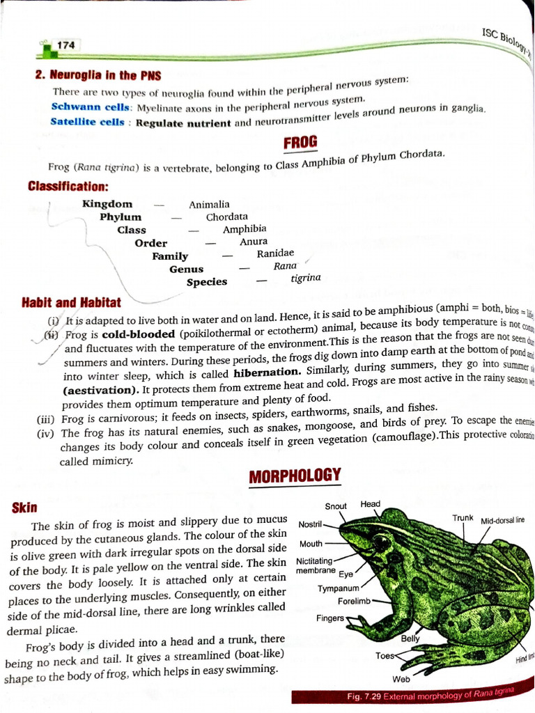 Frog | PDF
