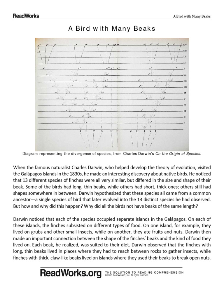 1190 A Bird With Many Beaks 0 | PDF | Natural Selection | Evolution