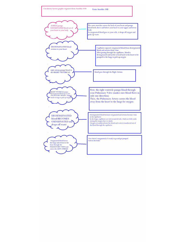 Circulatory System Mind Map | PDF