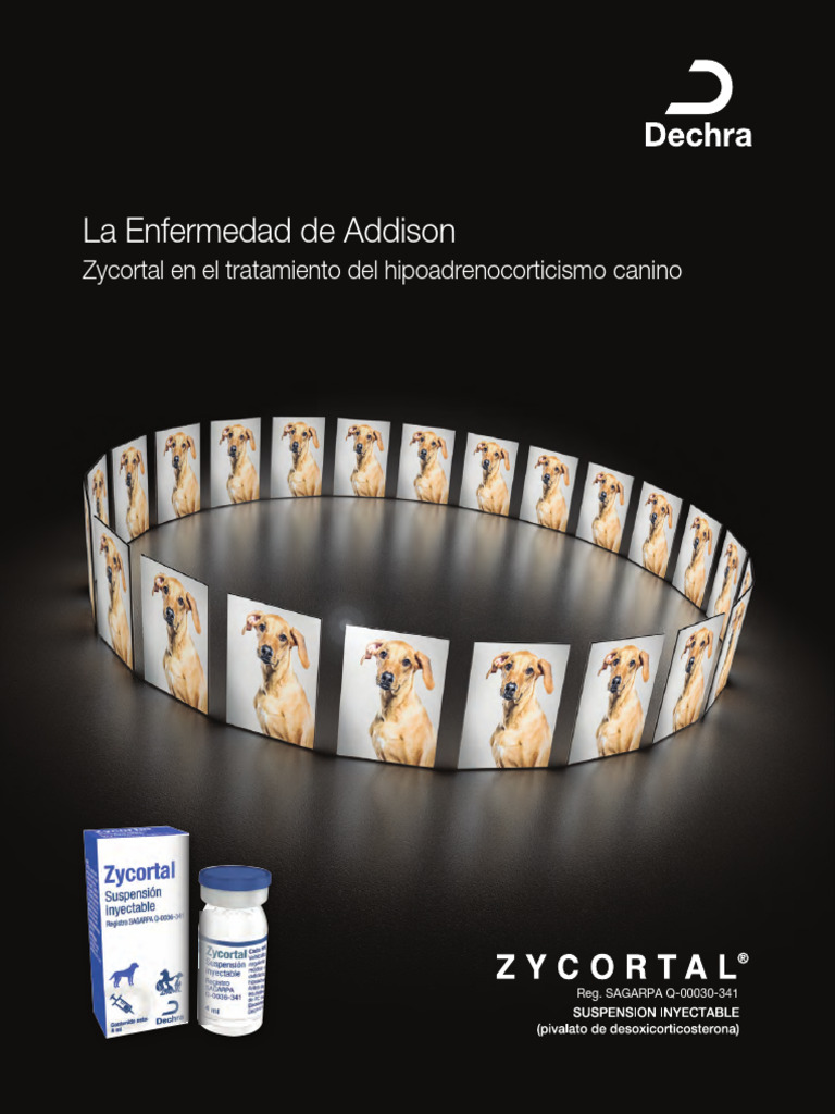 Literatura Zycortal Veterinario | PDF | Glándula suprarrenal ...