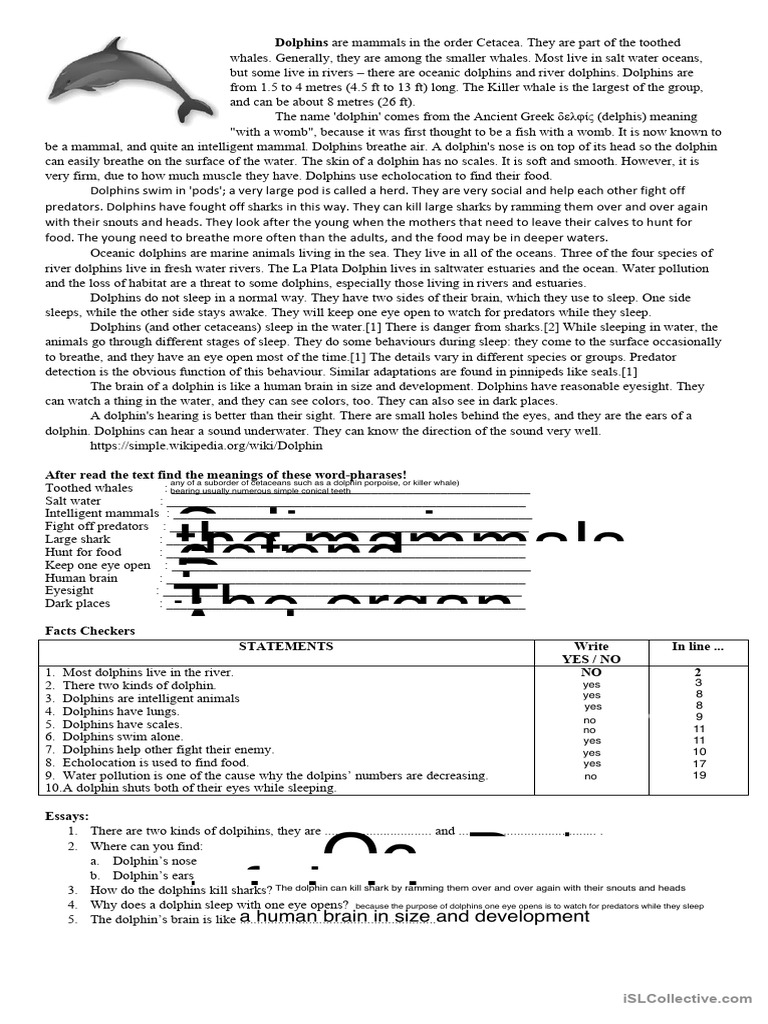 Report Text Exercise 240422 080344 | PDF | Dolphin | Cetacea