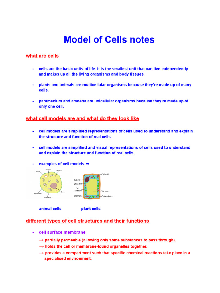 Model of Cells Notes | PDF | Cell (Biology) | Vacuole