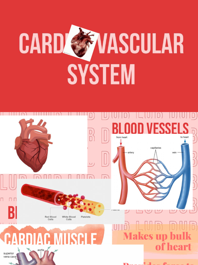 Cardiovascular Circulatory System | PDF | Heart Valve | Heart