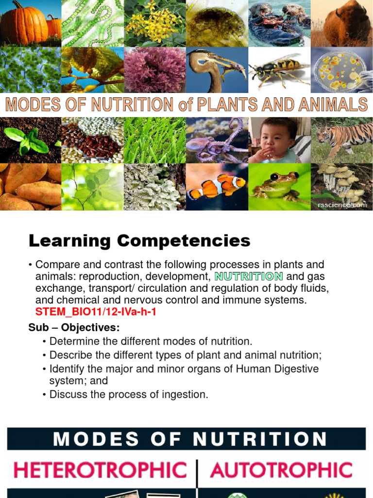 Plant and Animal Nutrition Overview | PDF | Human Digestive System ...