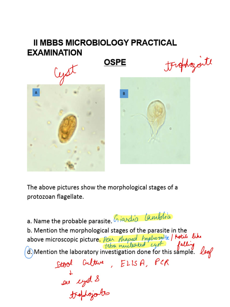 A Parasitologist T | PDF | Protozoa | Parasitism