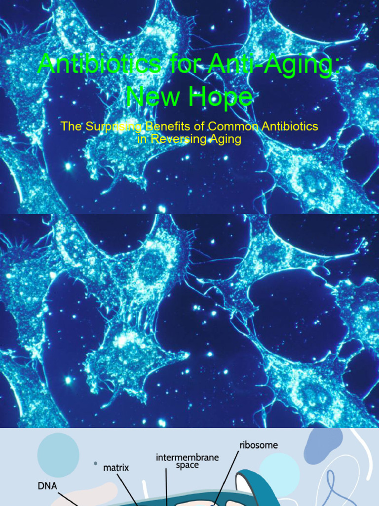 Antibiotics Anti-Aging ENG | PDF | Mitochondrion | Autophagy