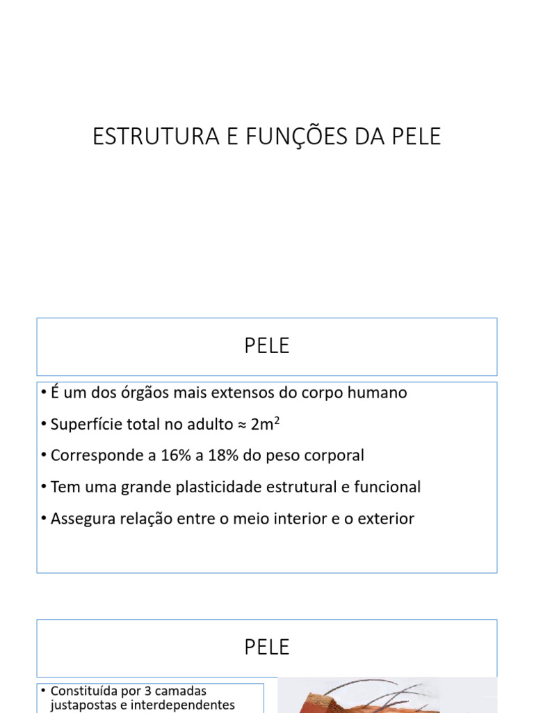 Estrutura E Funcoes Da Pele Uem2º Sem2023 Pdf Epiderme Pele Animal