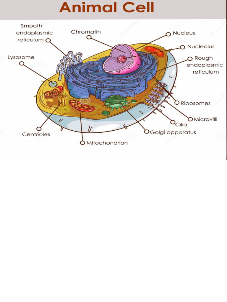 Animal Cell | PDF