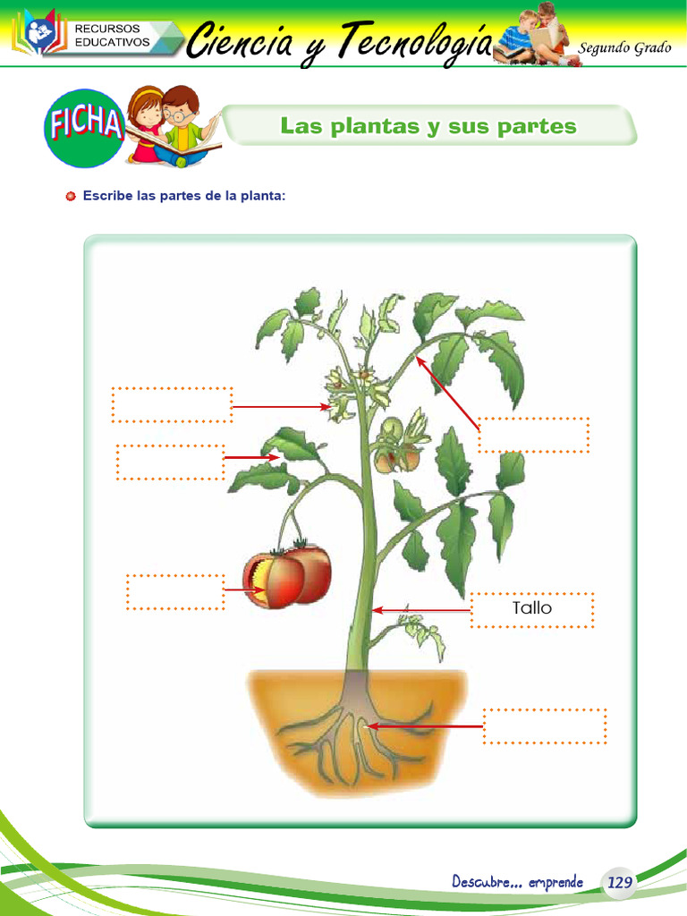 20-Las Plantas y Sus Partes | PDF | Plantas | Tallo de la planta
