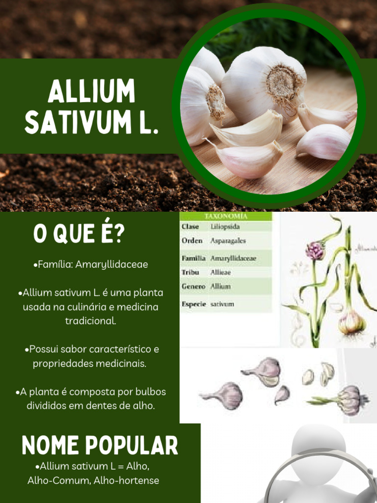 Allium Sativum L. - 20240811 - 100402 - 0000 | PDF | Alho | Colesterol