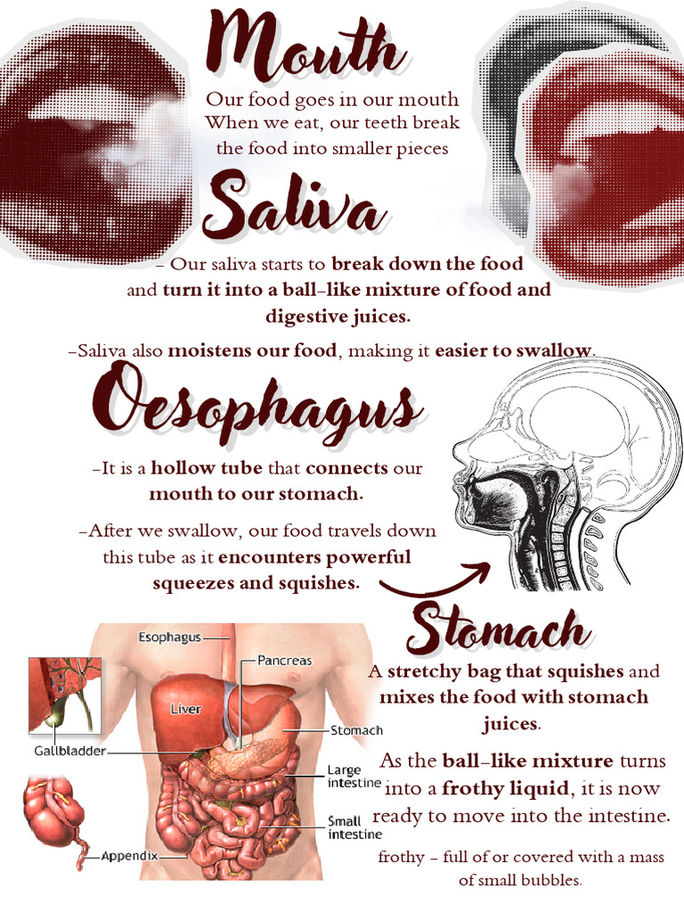 Science notes | PDF | Human Digestive System | Gastrointestinal Tract