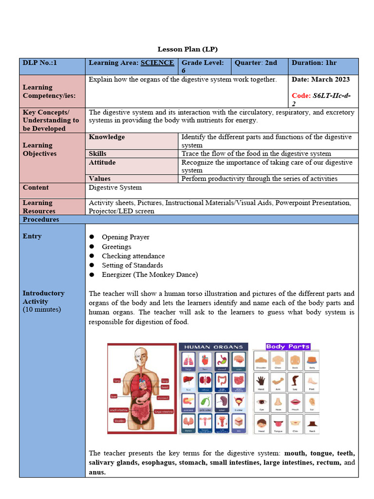 Digestive System Lesson Plan ELEM | PDF | Digestion | Human Digestive System