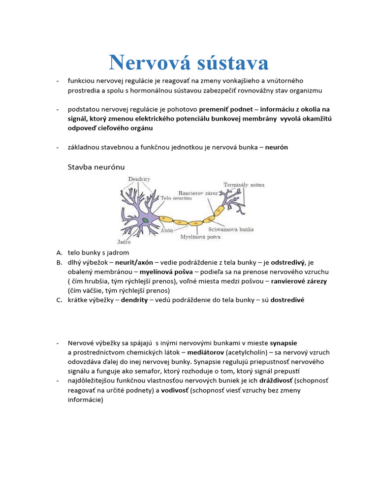 Nervová Sústava | PDF