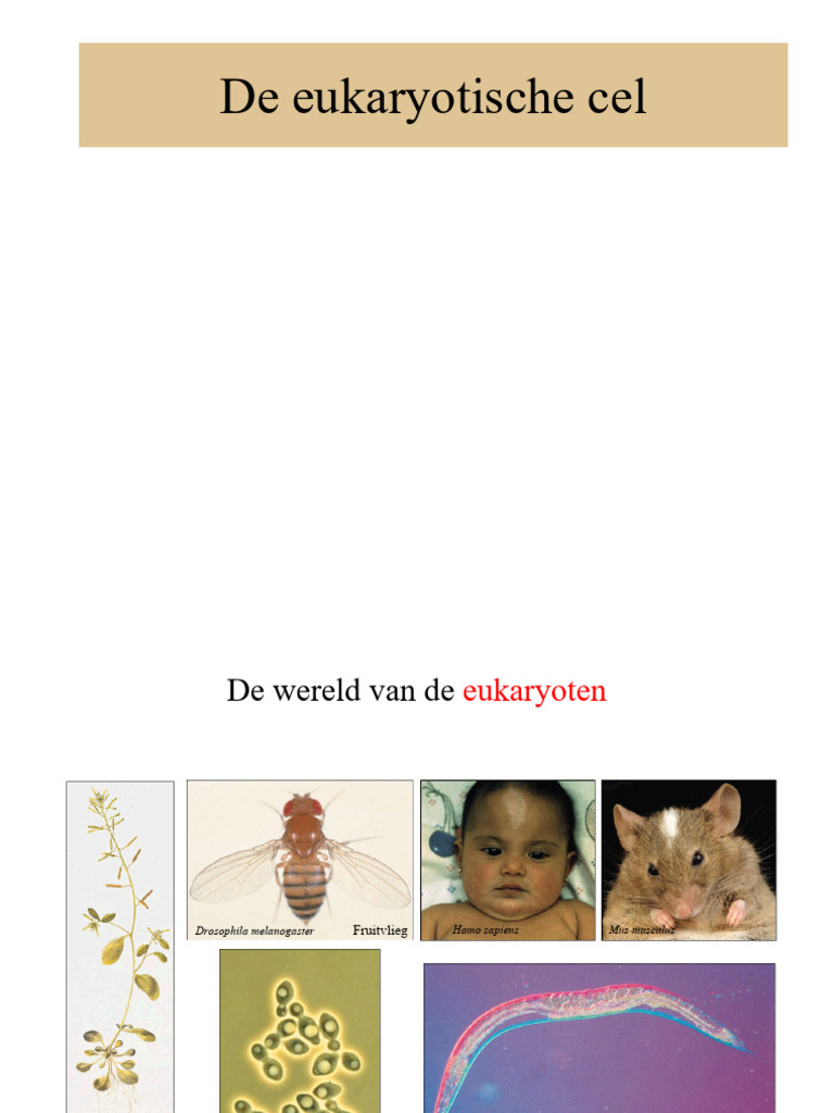 Les5-Eukar 2023 | PDF