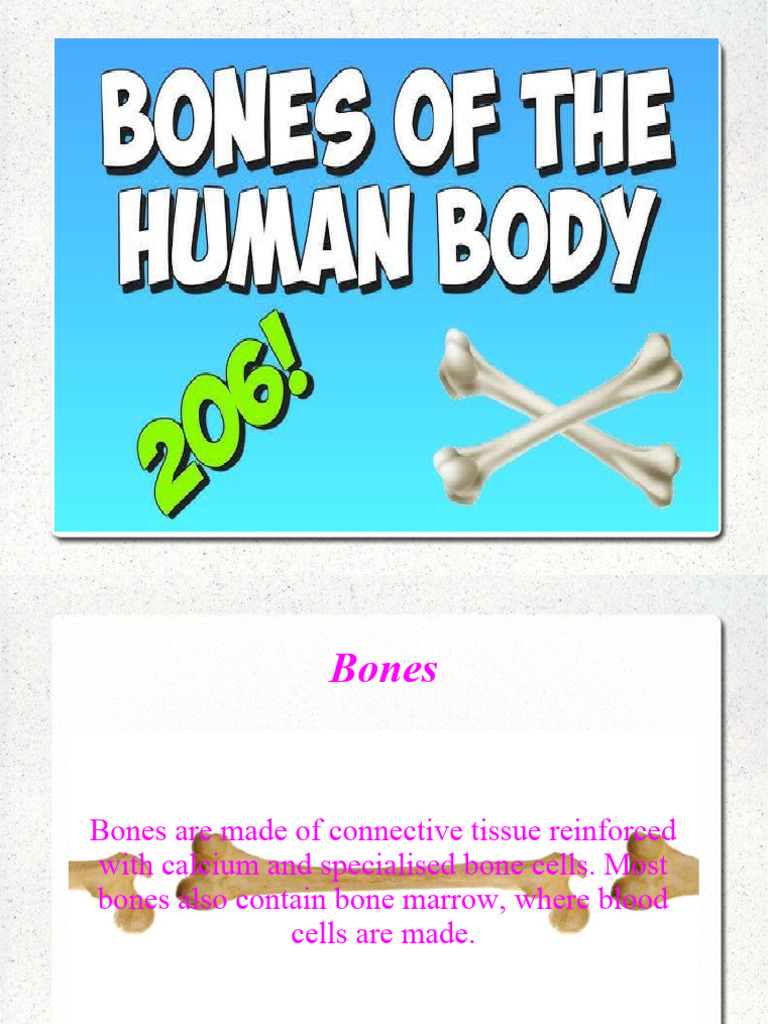 Bones and Muscles | PDF