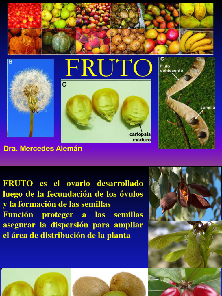 Clasificación de Frutos Monotalámicos | PDF | Morfología Vegetal ...