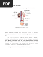 Excretory System of Frog | PDF | Kidney | Urinary System