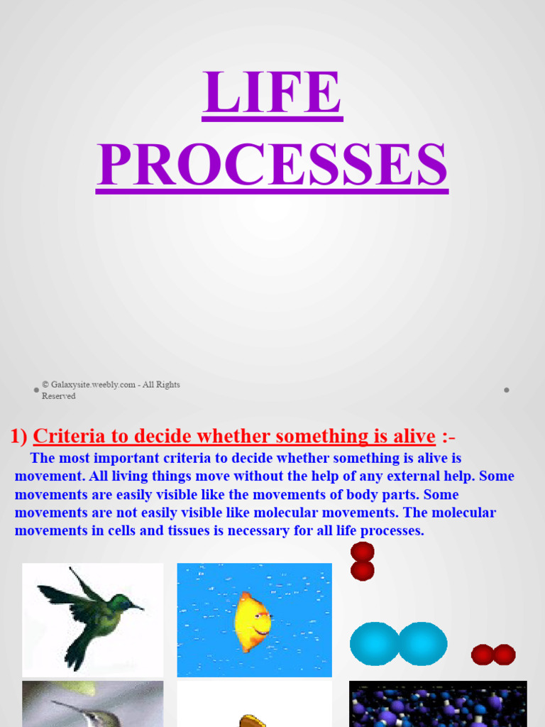 Understanding Life Processes in Organisms | PDF | Cellular Respiration ...