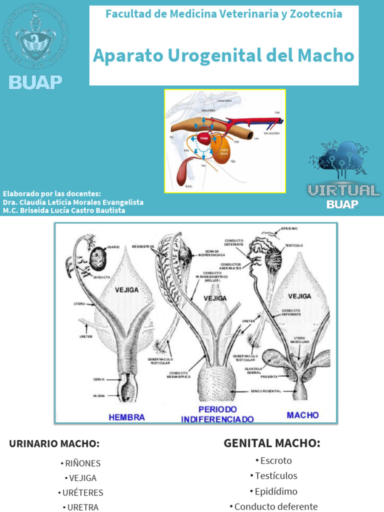 Aparato urogenital_ macho_CLME | PDF | Riñón | Testículo